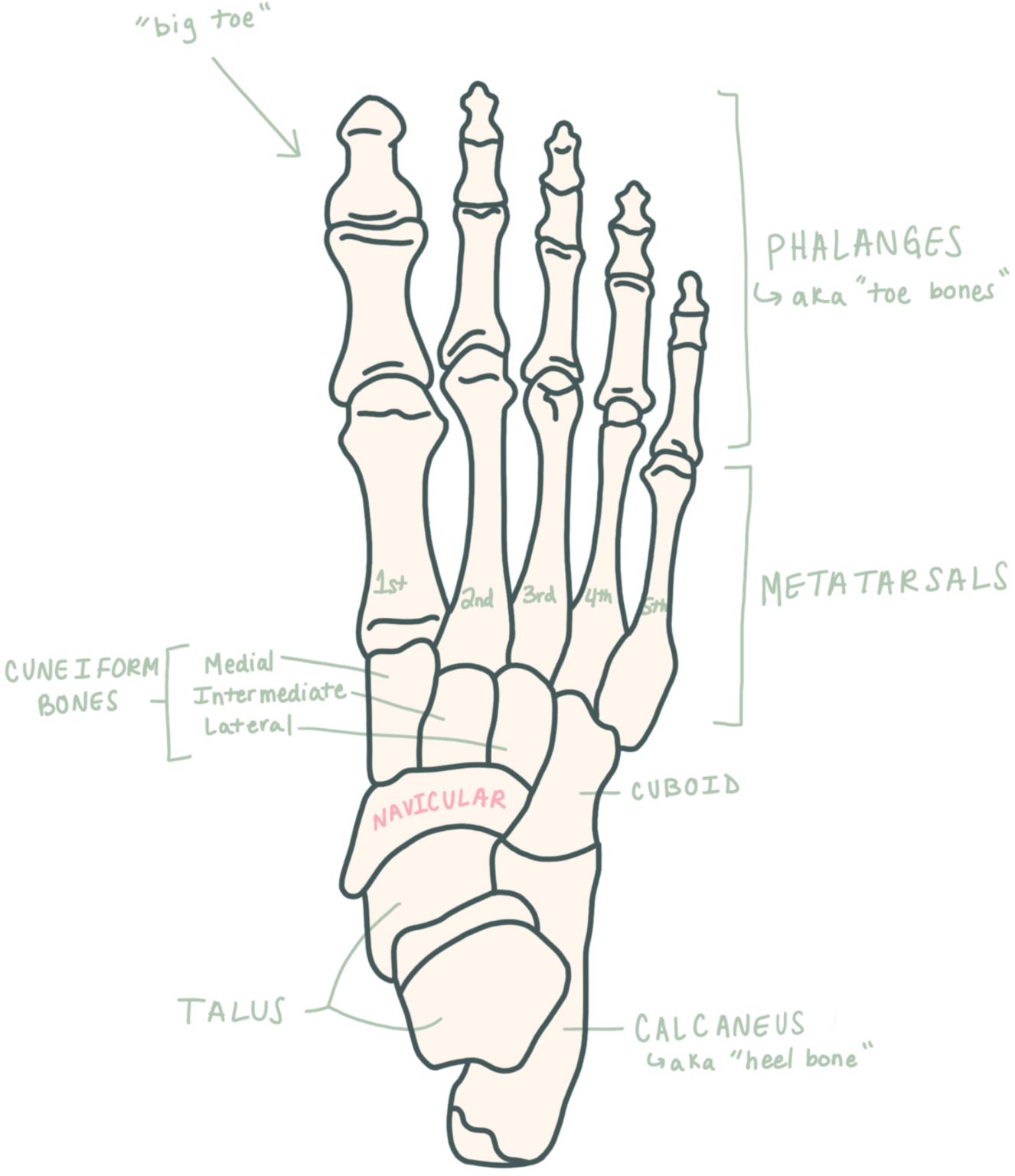 The Dancer’s Guide to Foot Arches - Baseline Dance
