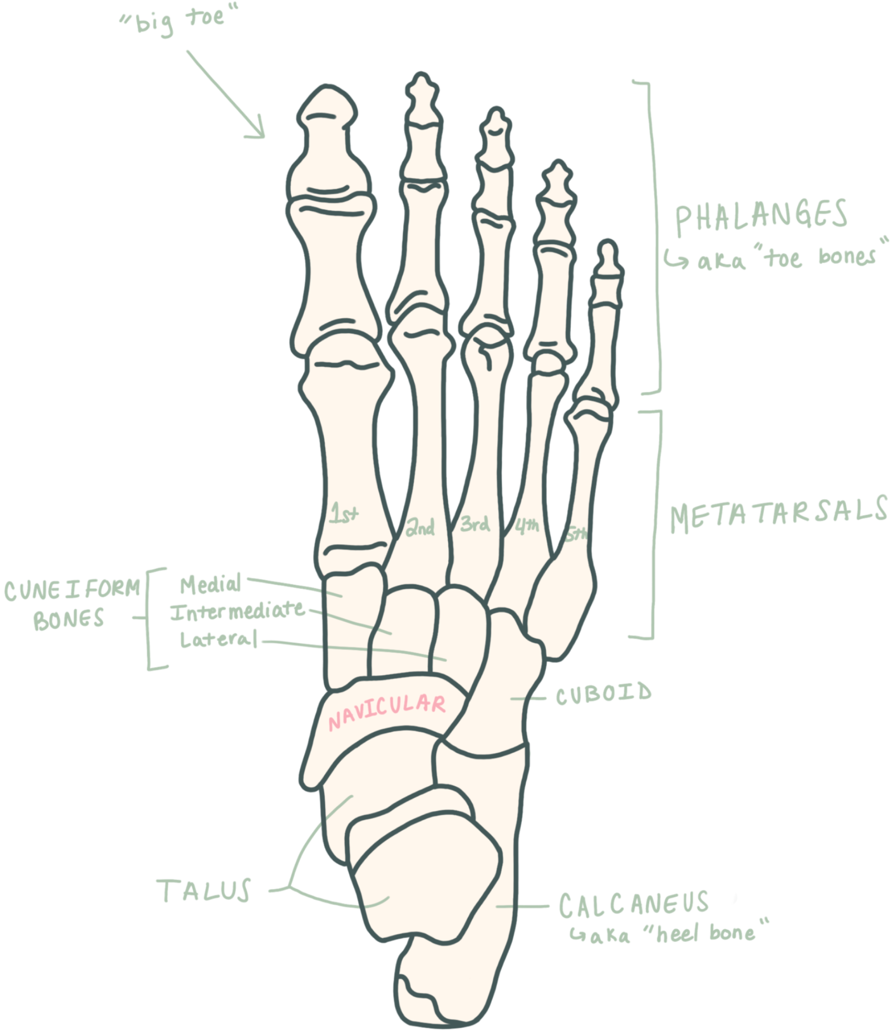 The Dancer’s Guide to Foot Arches - Baseline Dance