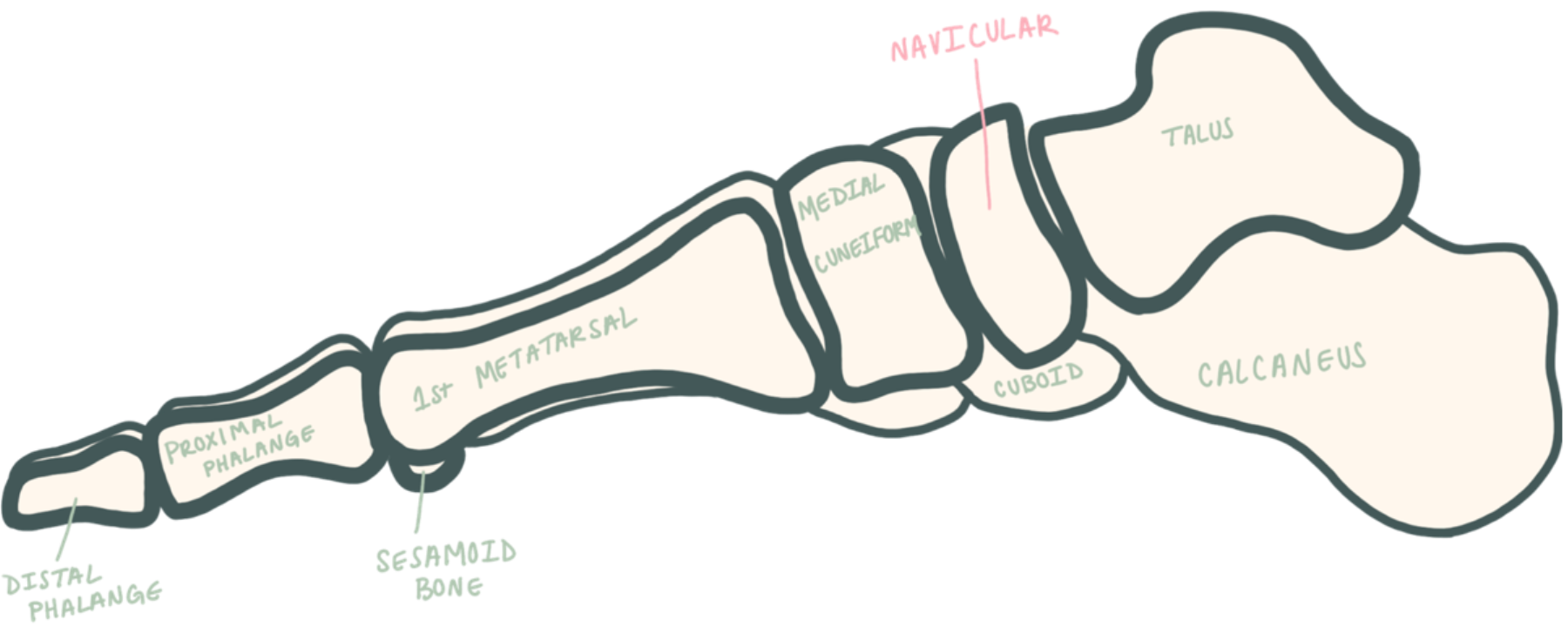 The Dancer’s Guide to Foot Arches - Baseline Dance