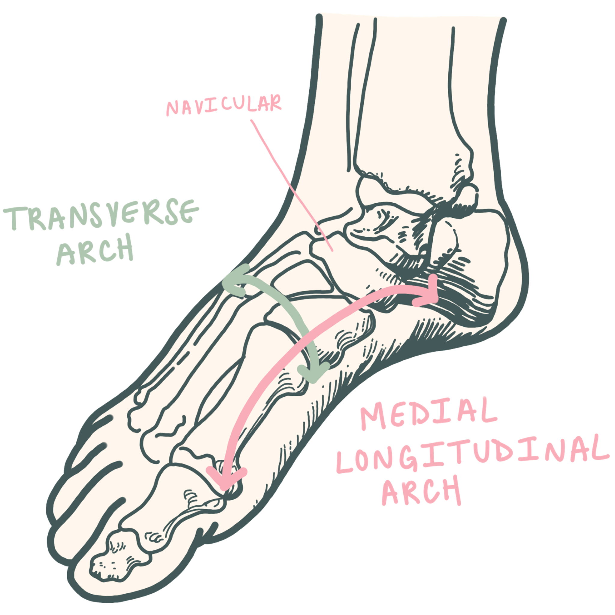 The Dancer’s Guide to Foot Arches - Baseline Dance
