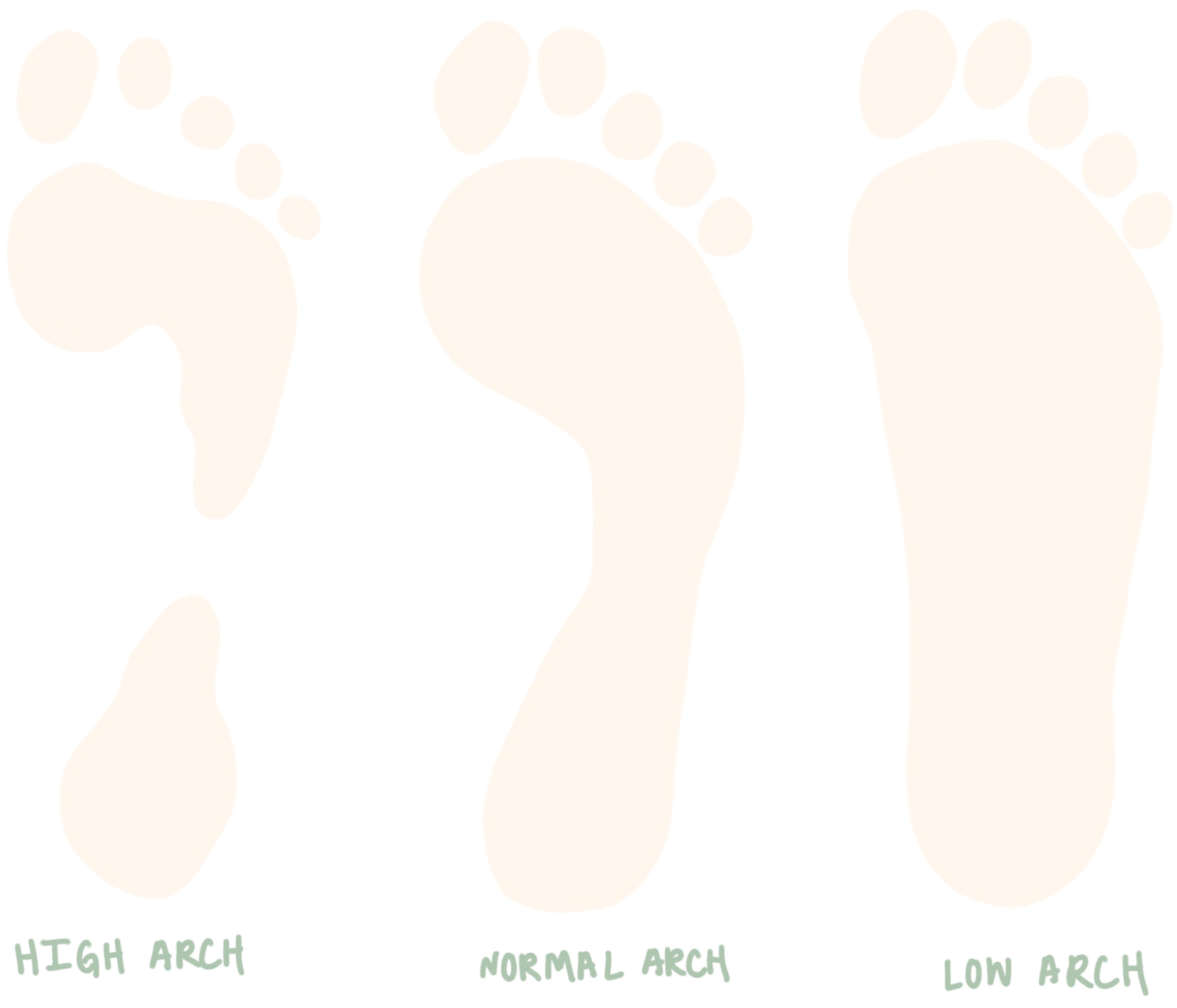 The Dancer’s Guide to Foot Arches - Baseline Dance