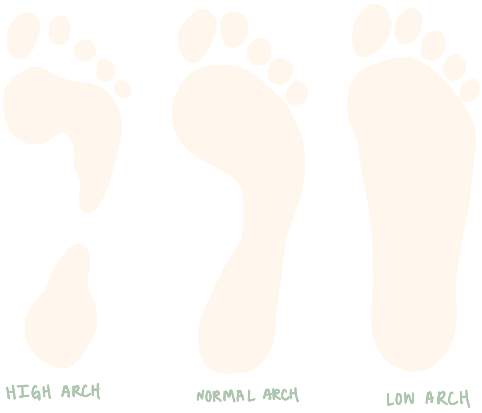 The Dancer’s Guide to Foot Arches - Baseline Dance