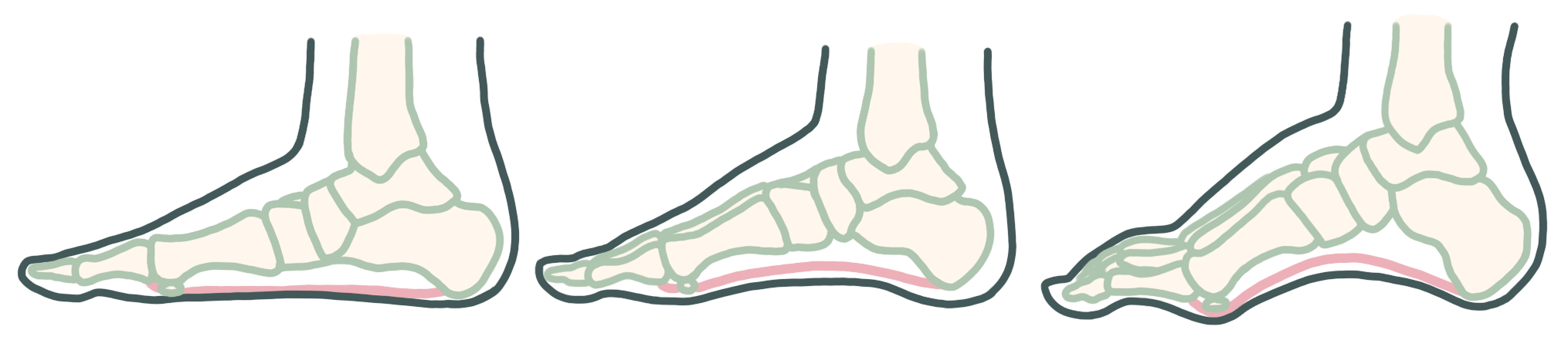 The Dancer’s Guide to Foot Arches - Baseline Dance